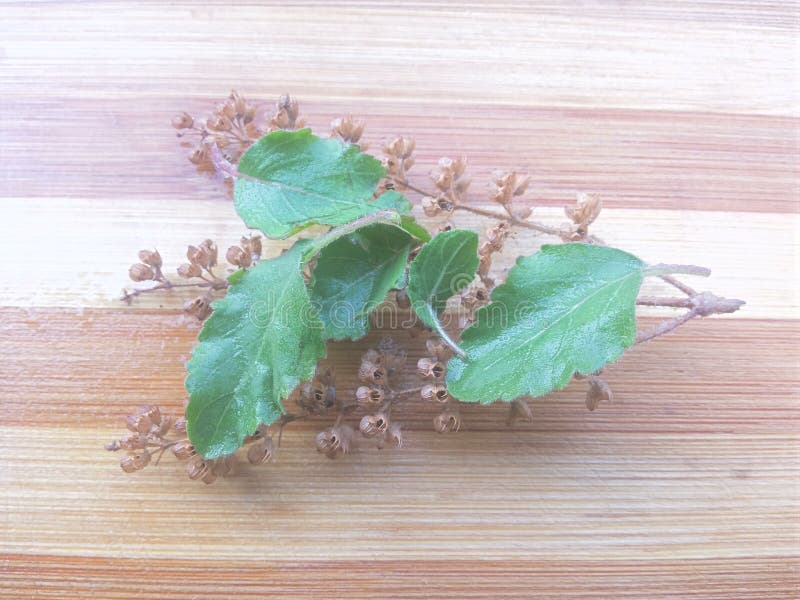 De bladeren van Tulsi stock afbeelding. Image of bladeren - 63557351