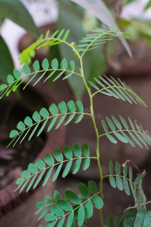 De Bladerenclose-up Van De Tamarindeboom Stock Afbeelding - Image of ...