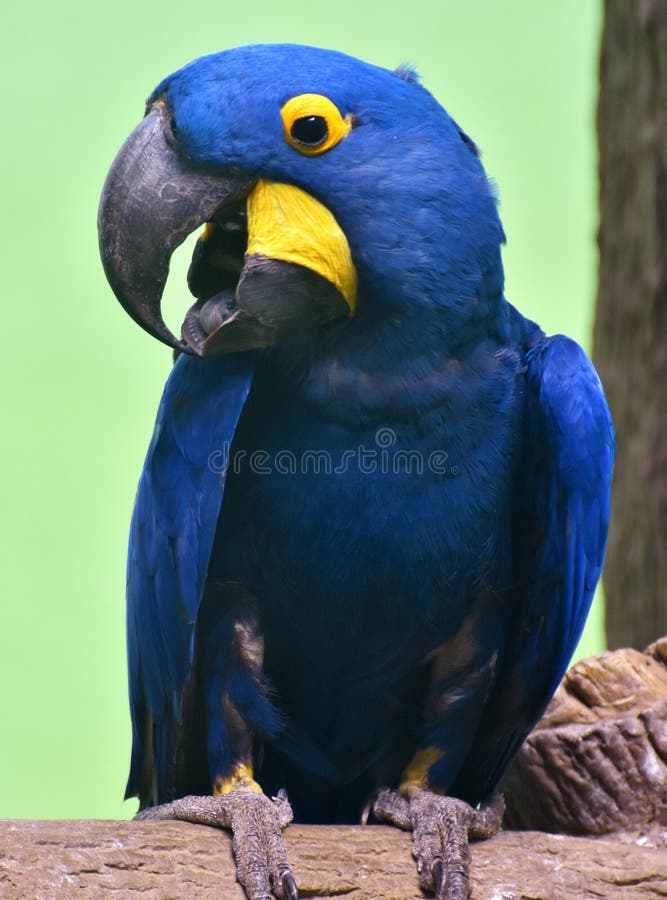 De Blauwe Ara Van De Hyacint Stock Foto - Image of papegaai, vogels ...