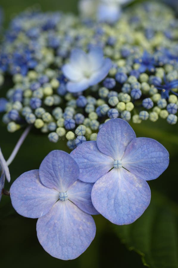 De Blauwe Billow Hydrangea Hortensia Van Lacecap Stock Afbeelding ...