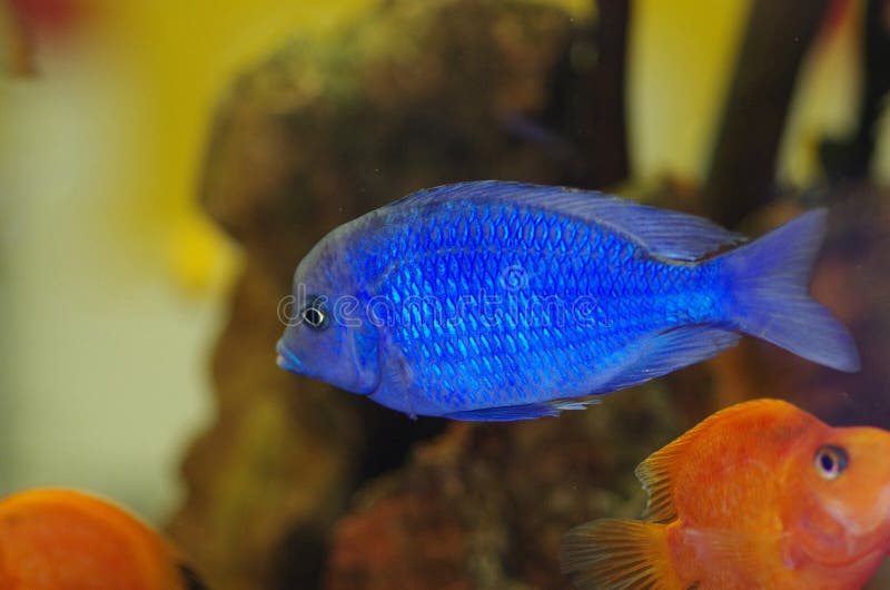 Vissen Van Het De Dolfijnaquarium Van Malawi De Blauwe Stock Foto ...
