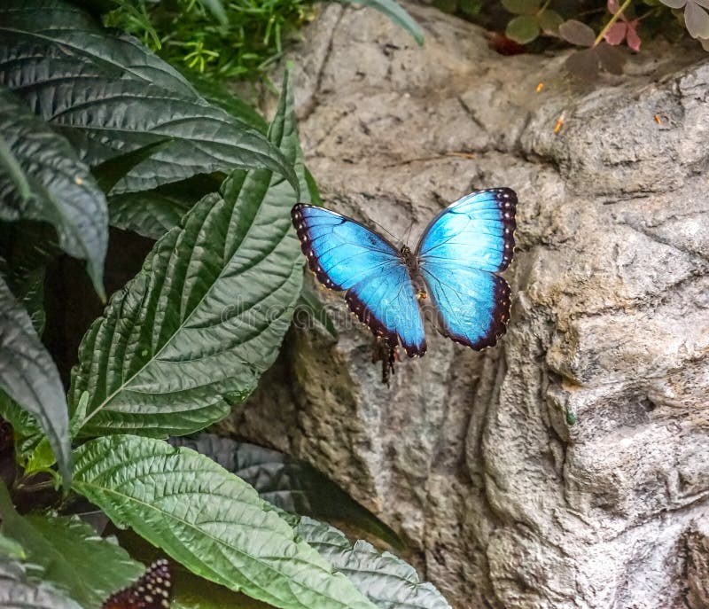 De Blauwe Morpho-cyclus Van Het Vlinderleven Stock Foto - Image of ...
