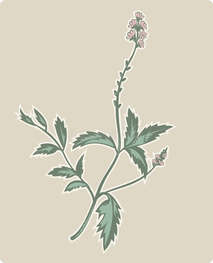 Verbena of Ijzerkruid, Bloeiende Plant Stock Illustratie - Illustration ...