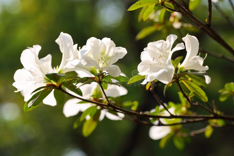 De Witte Azalea Bloeit in Bloei Die De Anatomie Van Een Bloem Toont: De ...