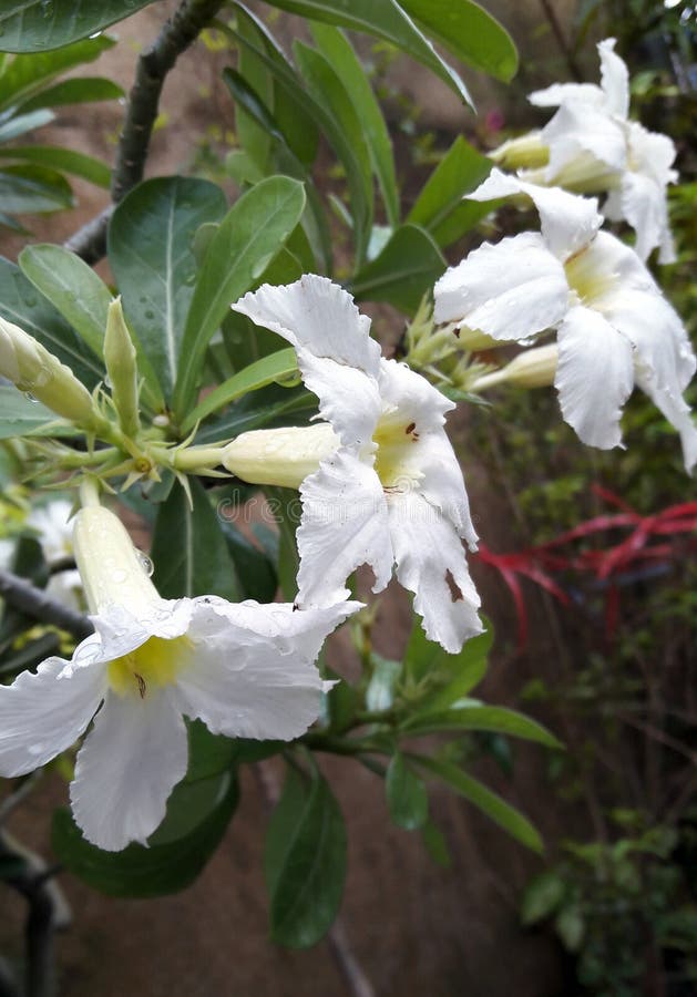 De Bloeiende Witte Woestijn Nam Toe Stock Afbeelding - Image of ...