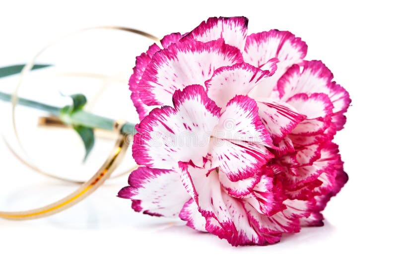 De bloem van de anjer stock foto. Image of flora, macro - 24380282