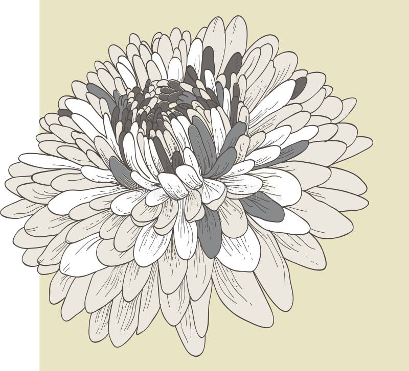De bloem van de chrysant vector illustratie. Illustration of bloem ...