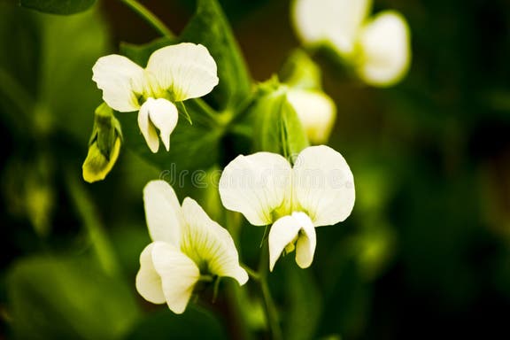 Vlinderbloem stock foto. Image of post, groen, zoet, purper - 4678882