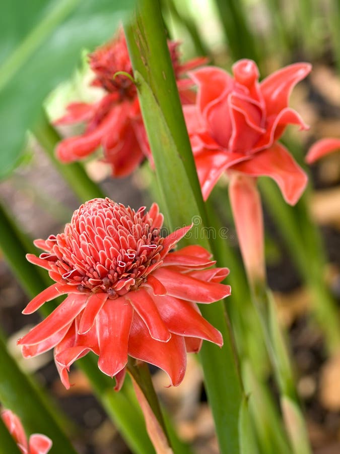 Rode gemberbloem stock afbeelding. Image of vegetatie - 25954001