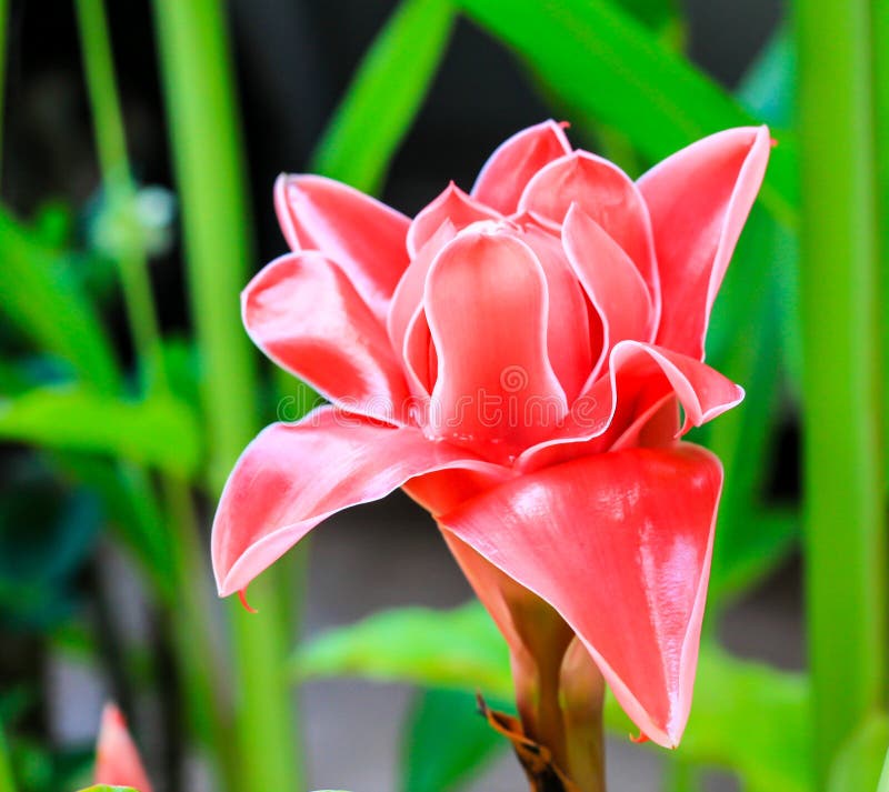 De Bloem Van De Gember Van De Toorts Stock Afbeelding - Image of ...