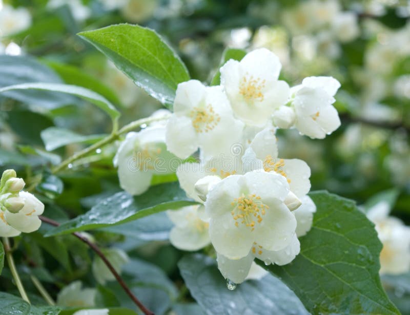 De bloem van de jasmijn stock afbeelding. Image of tuin - 20280273