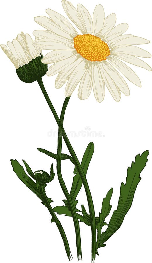 Witte Kamillebloem. Madeliefje. Vector Vector Illustratie ...