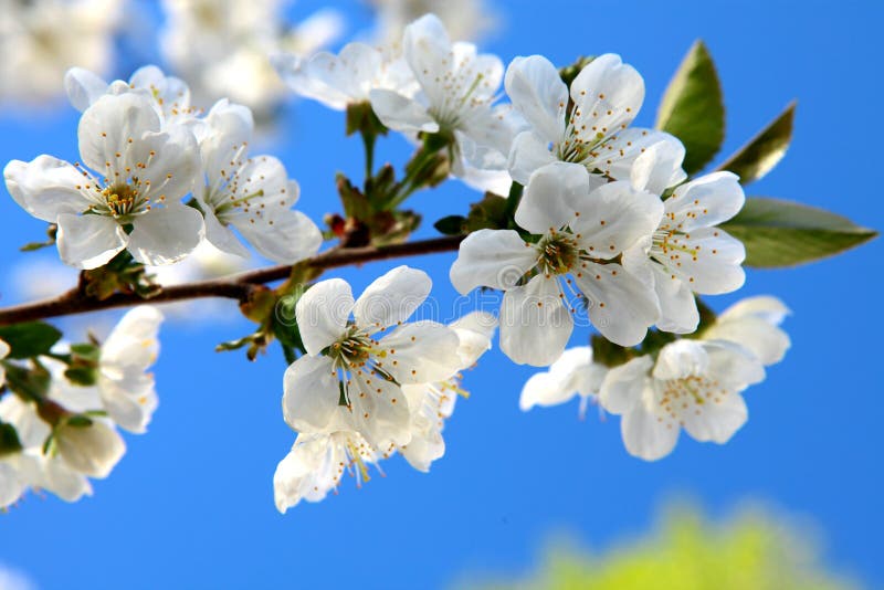 De Bloem Van De Kers in April Stock Foto - Image of bloem, bloemblaadje ...