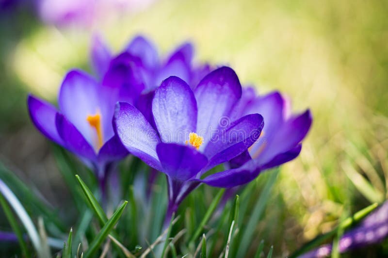 De bloem van de krokus stock foto. Image of tuin, gevoelig - 25874524