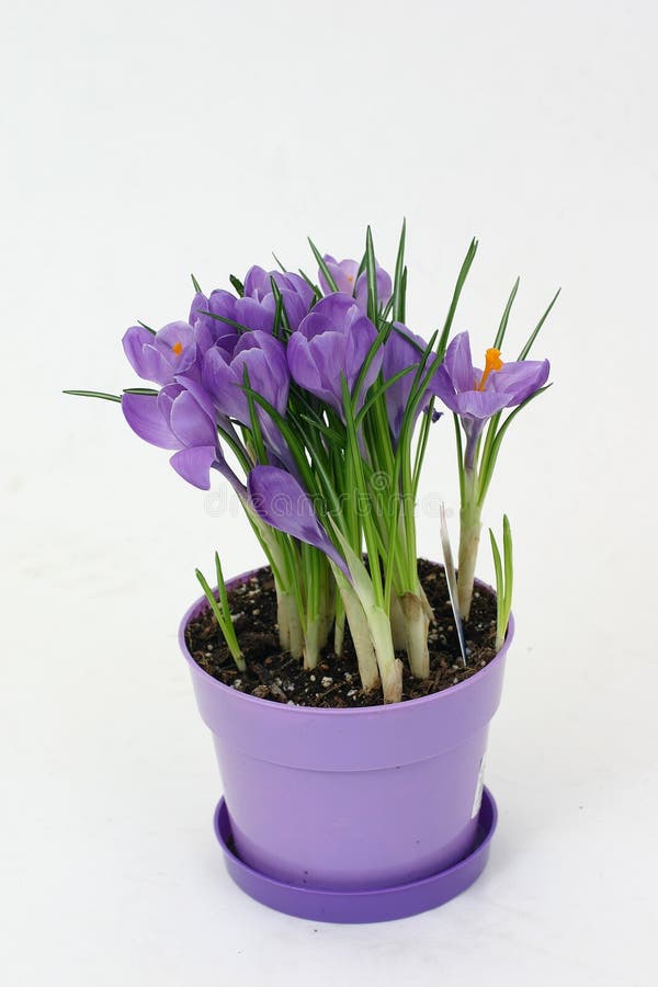 De Bloem van de krokus stock afbeelding. Image of krokus - 503279