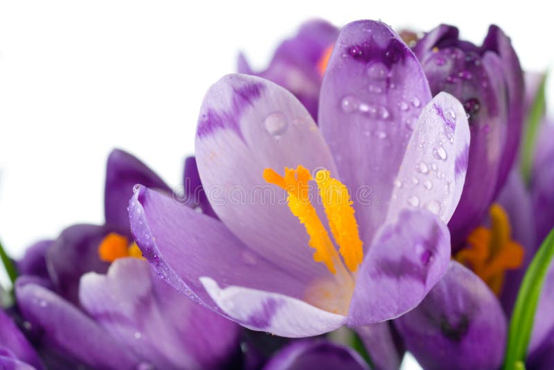 De bloem van de krokus stock afbeelding. Image of bloesem - 8258575