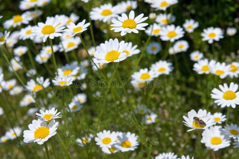 De bloem van de margriet stock foto. Image of biologisch - 5143878