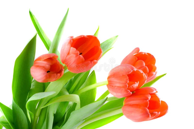 De bloem van de tulp stock afbeelding. Image of bloemen - 4502289