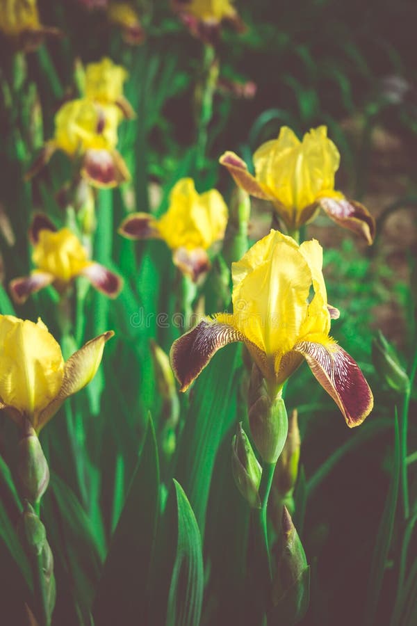 De Bloem van het gele lis stock foto. Image of honing - 69099052