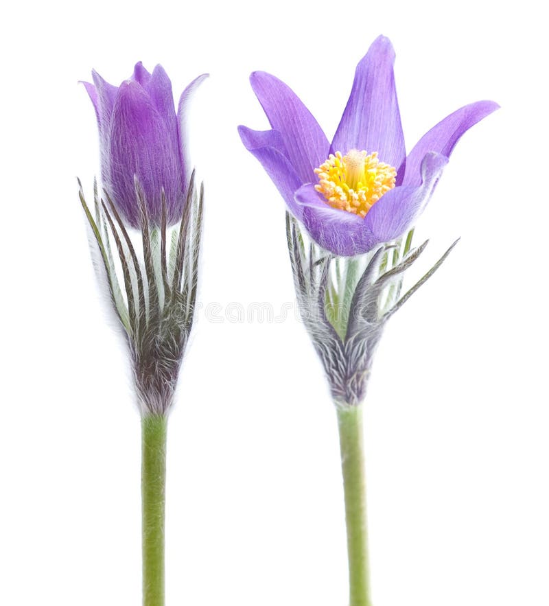 Verwelkte Bloem stock afbeelding. Image of duim, bloemist - 169661 Verwelkte Bloem stock afbeelding. Image of duim, bloemist - 169661