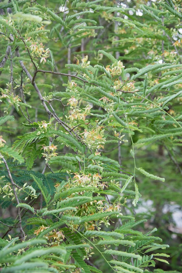 Tamarindebloem stock afbeelding. Afbeelding bestaande uit gezondheid ...