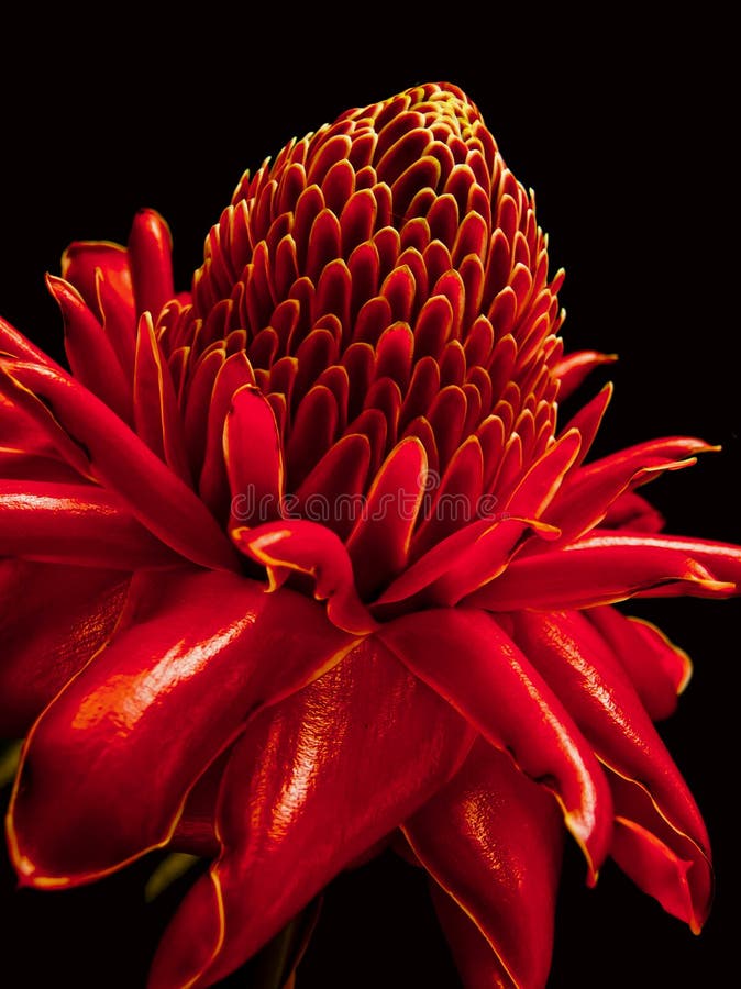 Rode De Bloembloei Van De Gember Van De Toorts Stock Foto - Image of ...