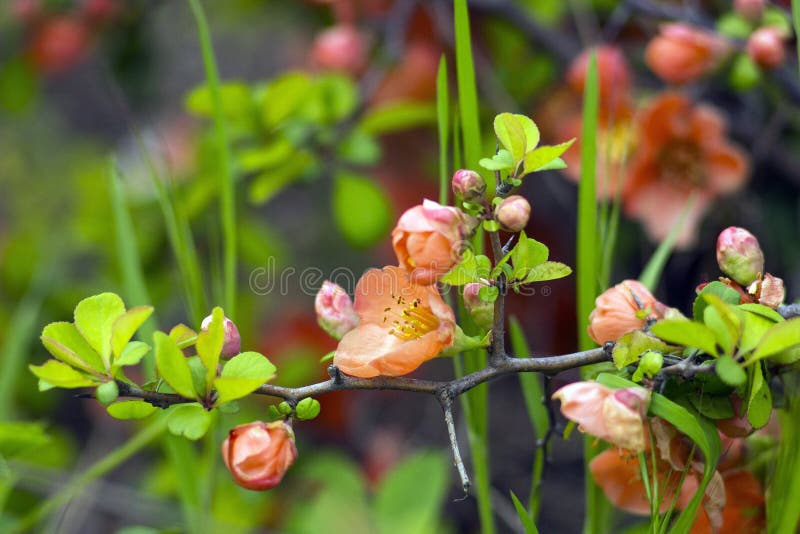 De Bloemen Op De Kweepeerboom Stock Afbeelding - Image of nave, kruid ...