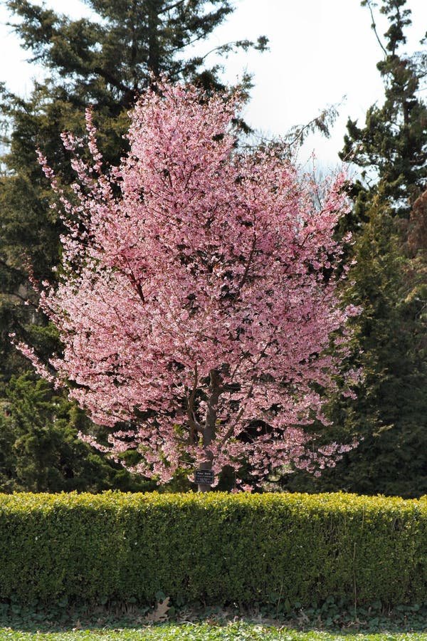De Bloemen Van Bomen in De Lente Stock Foto - Image of boom, nieuw: 646666