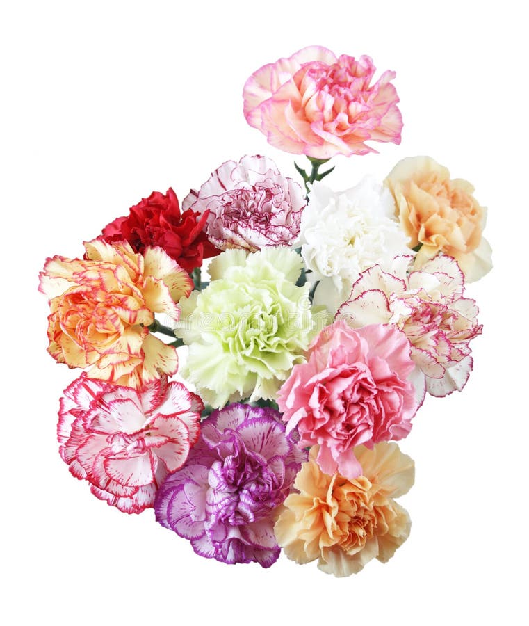 De Bloemen van de anjer stock afbeelding. Afbeelding bestaande uit ...