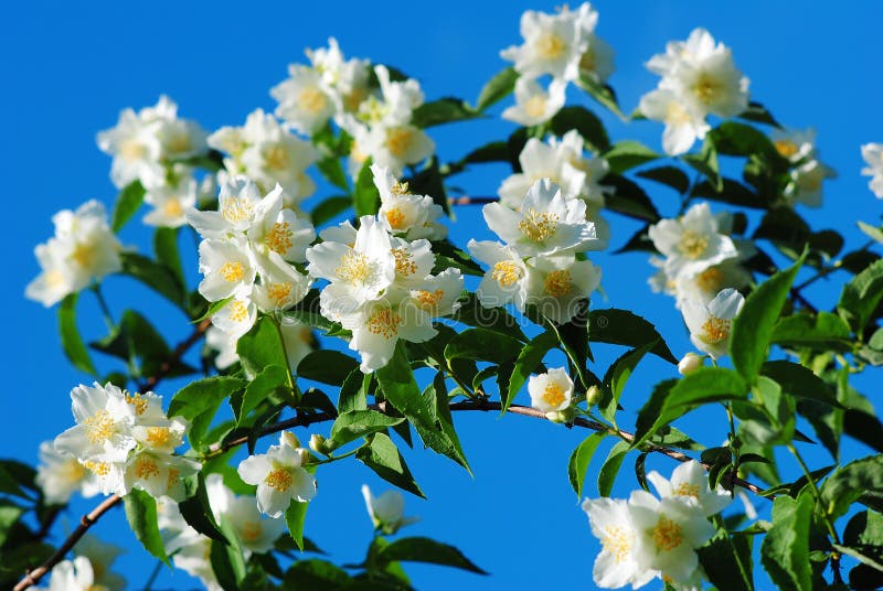 De Bloemen Van De Jasmijn En Blauwe Hemel Stock Afbeelding - Afbeelding ...