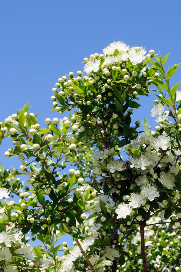 De bloemen van de mirte stock afbeelding. Image of tuin - 8061927