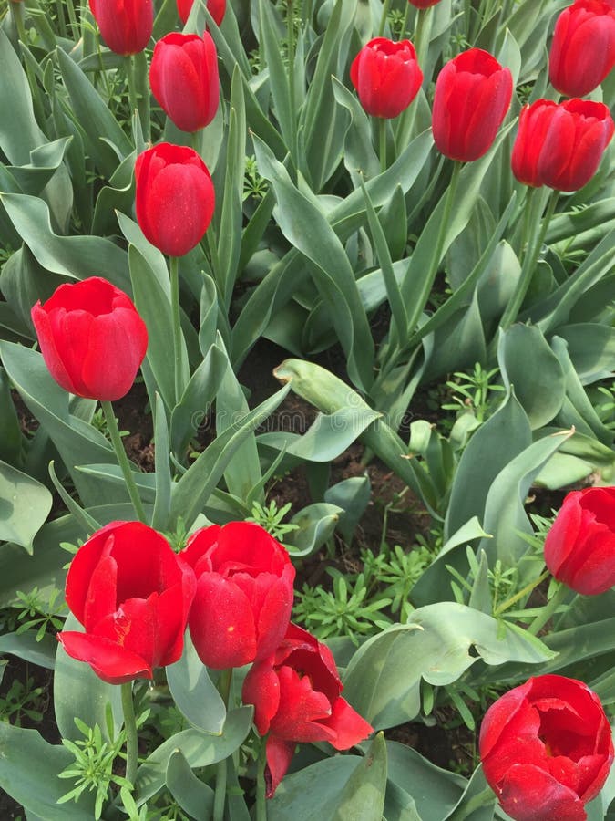 De bloemen van de tulp stock foto. Image of china, tulpen - 69841506