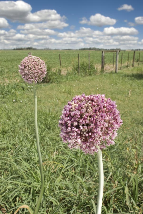 De Bloemen Van Het Knoflook Van De Olifant Stock Afbeelding - Image of ...