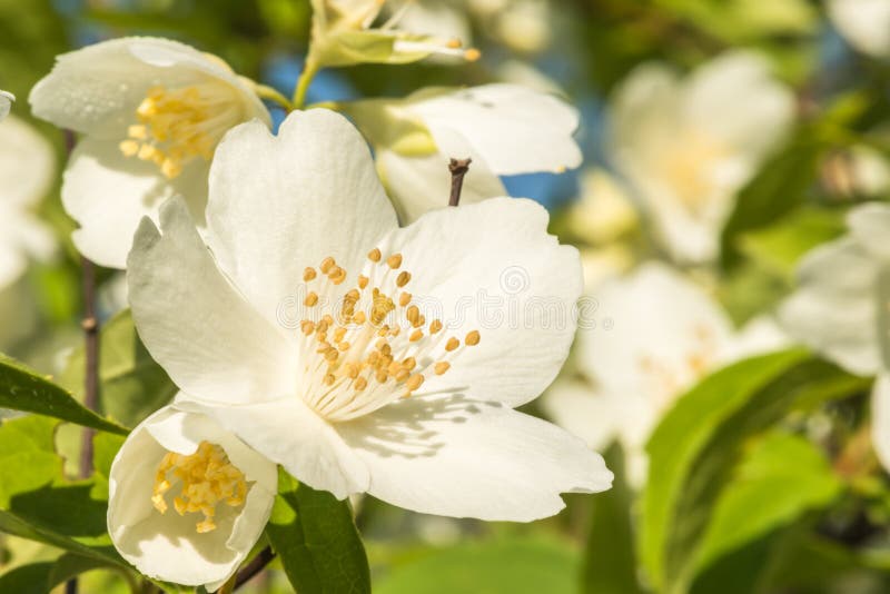 De Bloemen Zijn Geurige Jasmijn Stock Afbeelding - Image of geur, bloei ...