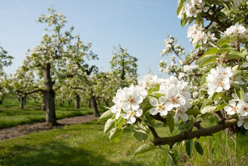 De Bloesem Van De Boomgaard Stock Foto - Image of bloem, gebied: 14060512