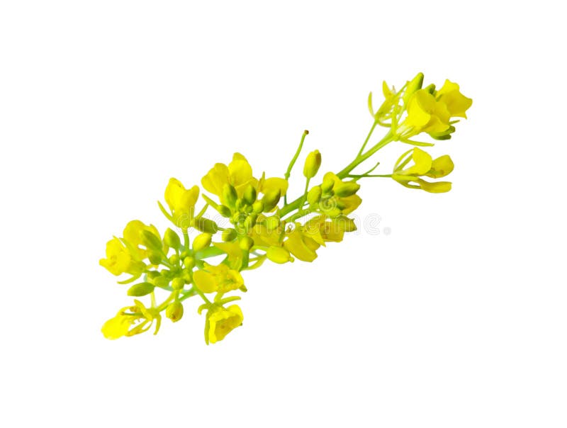 Bloei Van Raapzaad, Brassica Napus Stock Foto - Image of bloemblaadje ...