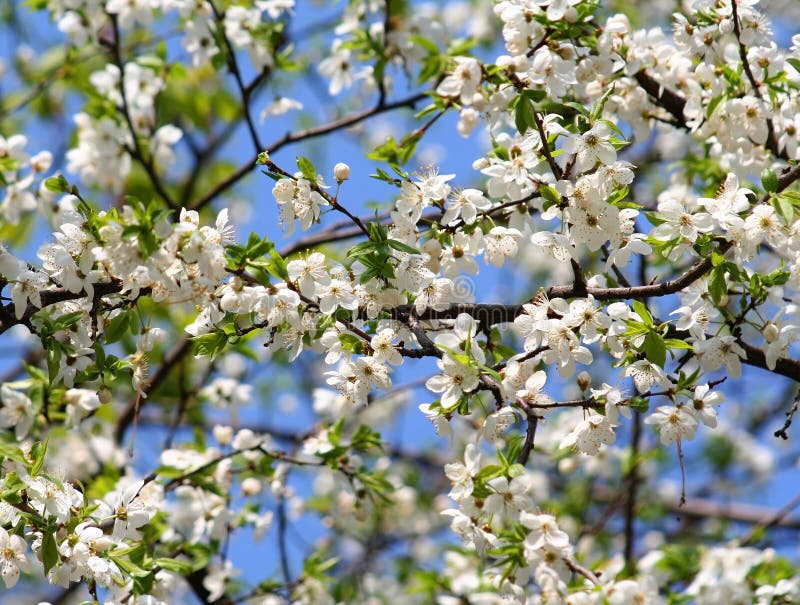 De bloesems van de kers stock afbeelding. Image of nave - 2936547