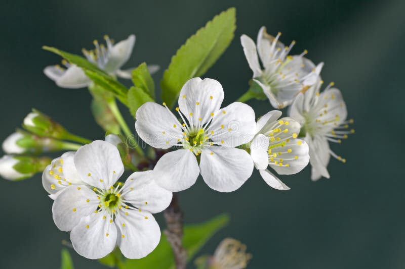 De Bloesems van de kers stock afbeelding. Image of sluit - 5237829