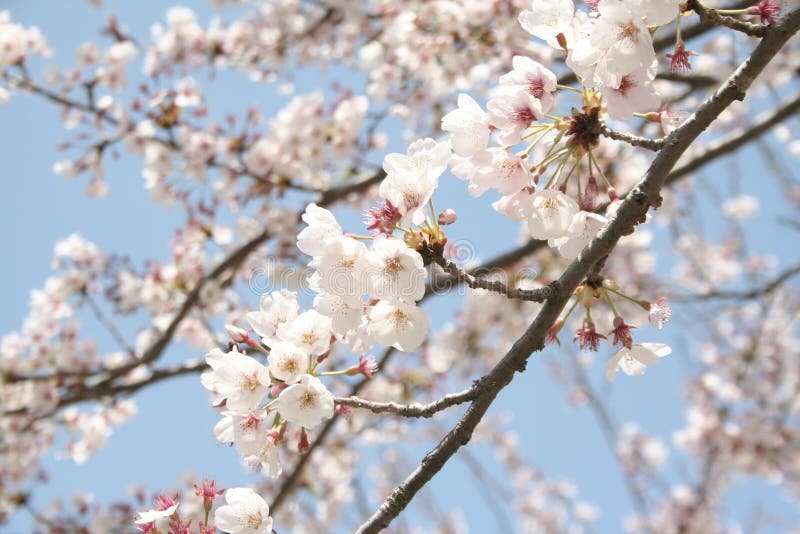 De bloesems van de kers stock foto. Image of bloei, china - 701568