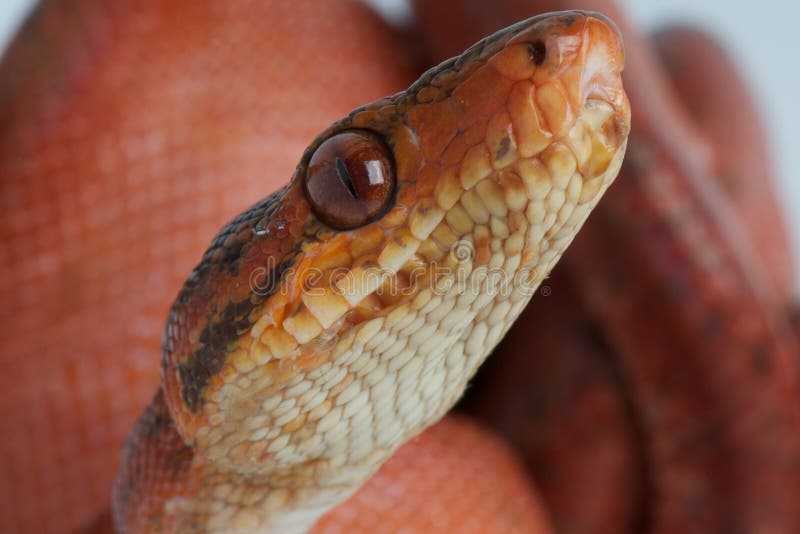 De boa van de boom stock afbeelding. Image of reptiel - 14615341