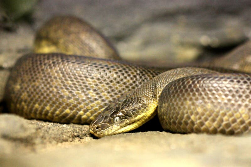 De Boa Van De Boom Van Madagascar Stock Foto - Image of madagaskar ...