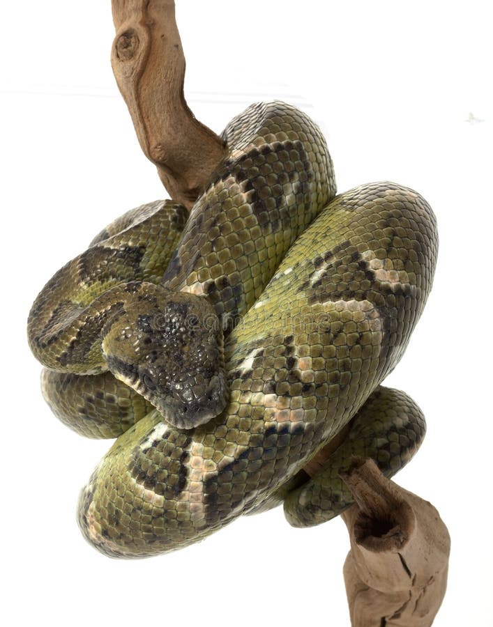 De Boa Van De Boom Van Madagascar Stock Afbeelding - Image of kleurrijk ...