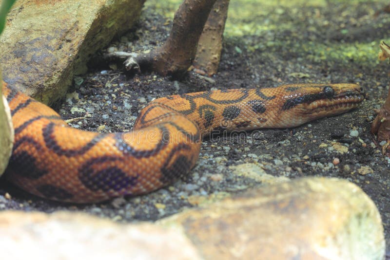De boa van de regenboog stock foto. Image of zuiden, dier - 28732168