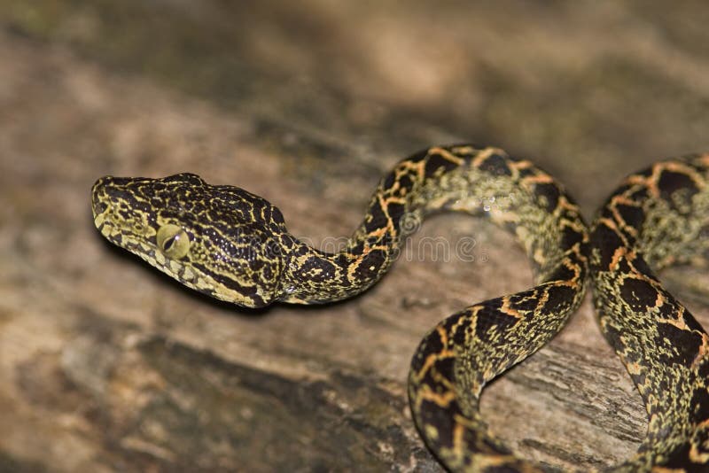 De Boa Van De Tuin, Ecuador Stock Foto - Image of nachtelijk, ecuador ...