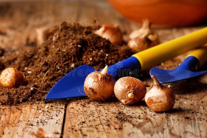 De bollen van de bloem stock foto. Image of krokus, plantkunde - 16564534