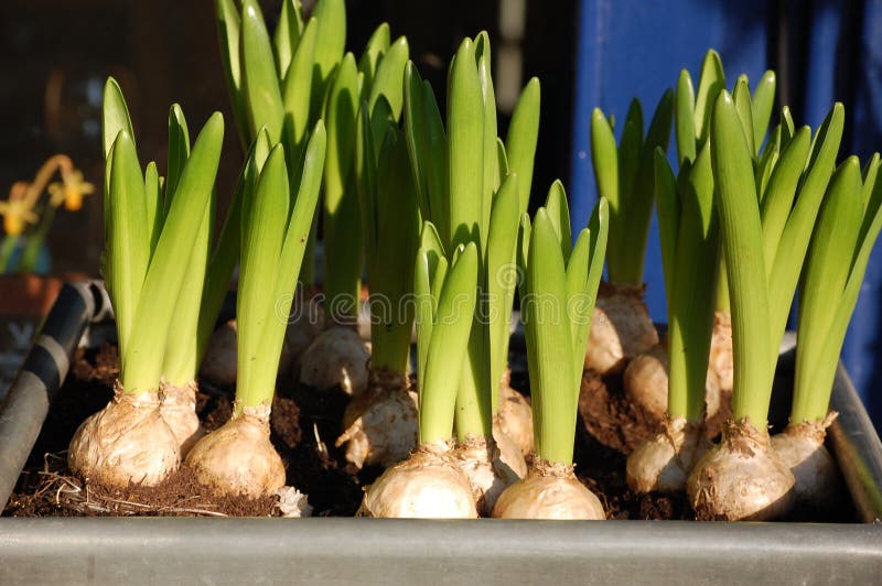 Bloembollen in de lente stock foto. Image of verscheidene - 18460258