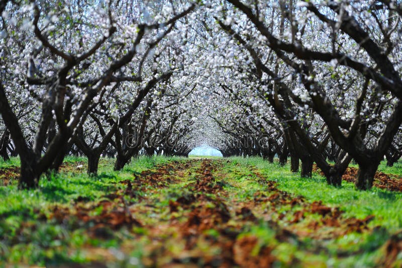 De bomen van de amandel stock foto. Image of hout, lente - 23504748
