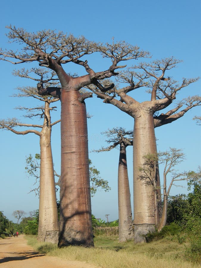 De Bomen van de baobab stock foto. Image of madagaskar - 20398032