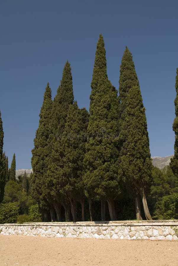 De Bomen Van De Cipres in Een Rij Stock Afbeelding - Image of bomen ...