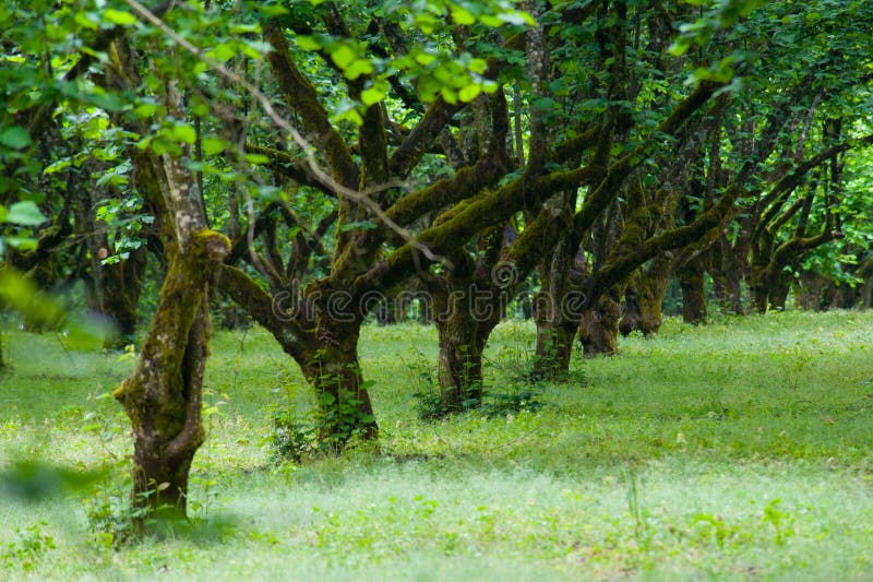 De Boomgaard Van De Hazelnoot Stock Afbeelding - Afbeelding bestaande ...